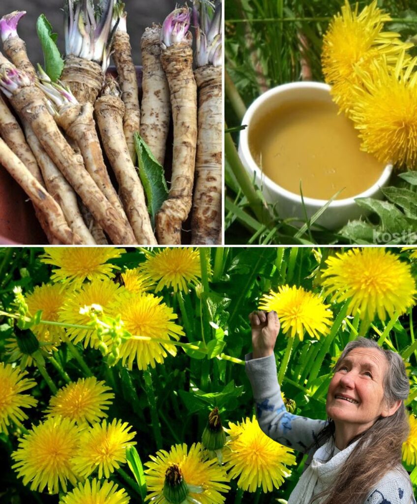 The Hidden Power of Dandelion: Nature’s Unpretentious Wonder and One of ...