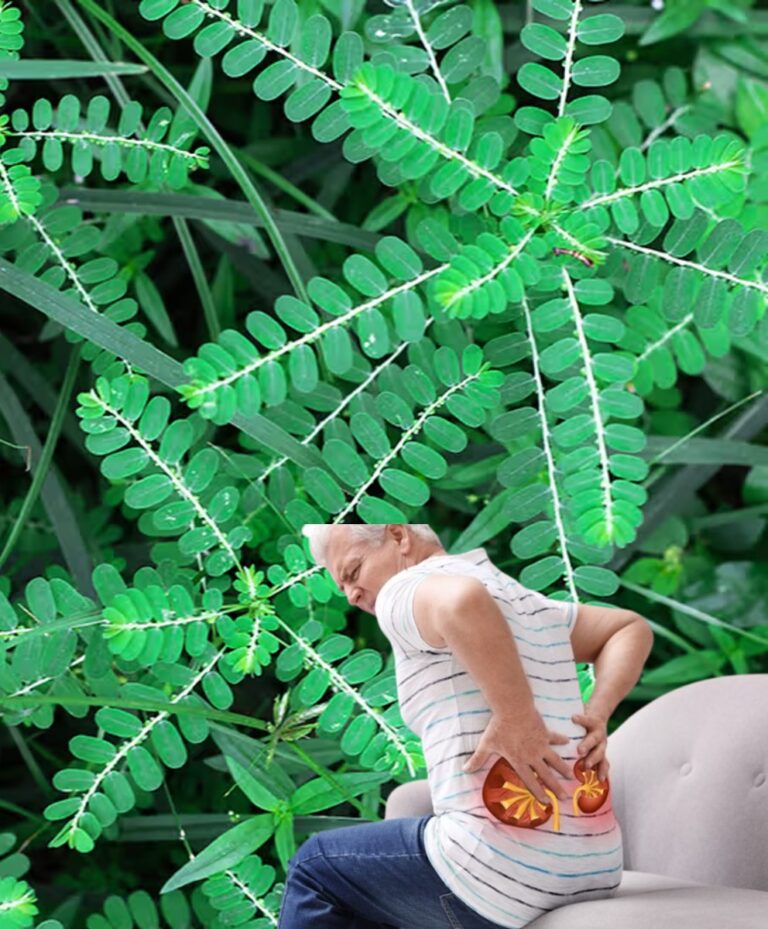 12 Amazing Health Benefits of the Stonebreaker Plant You Shouldn’t Miss ...