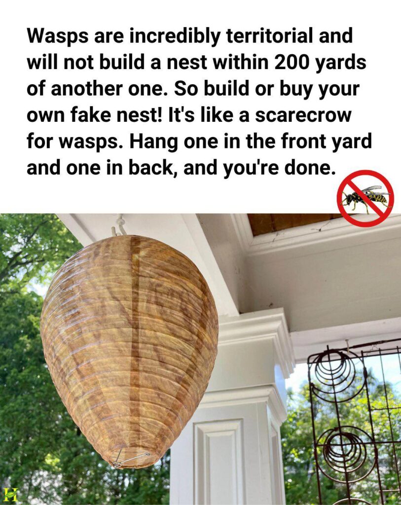 Comprehensive Guide to Effective Natural Wasp Repellents for Your ...